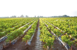 Grape Planting Tips - GrapeGrowingGuide.com