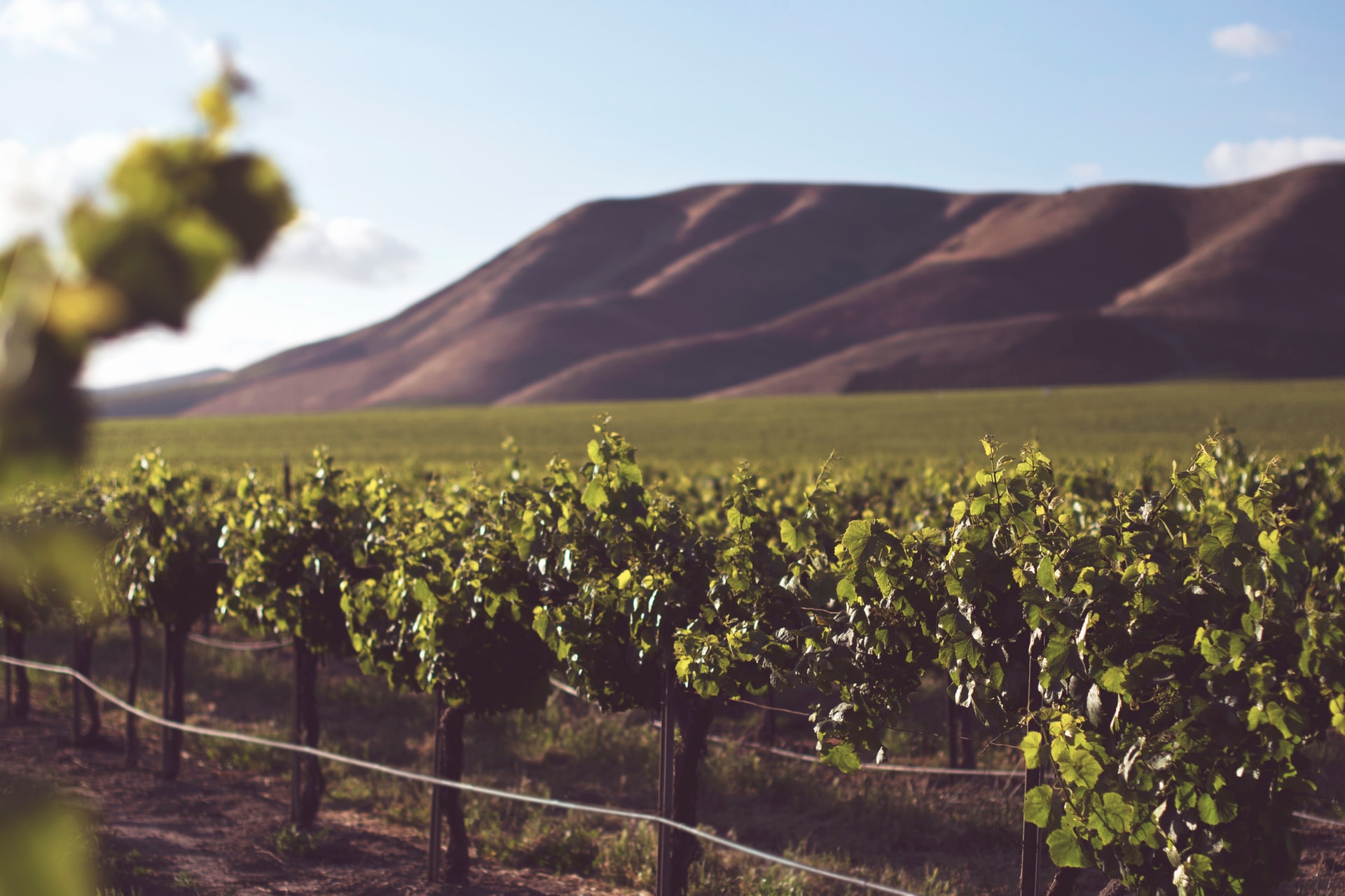 American Wine Production: A Growing Industry