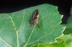 Pest and Disease Control of Vineyard Grapes - GrapeGrowingGuide.com