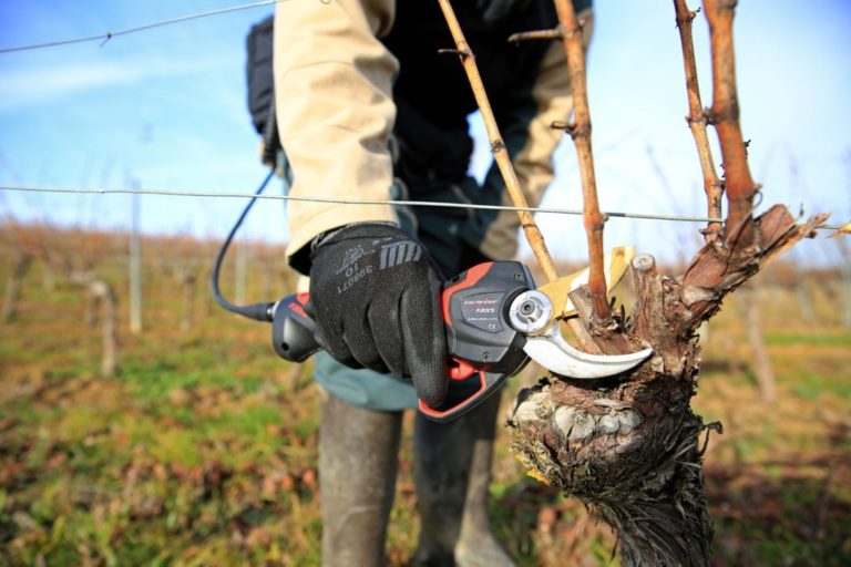 Pruning Grape Vines Grapegrowingguide