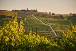 Grape Vine Spacing