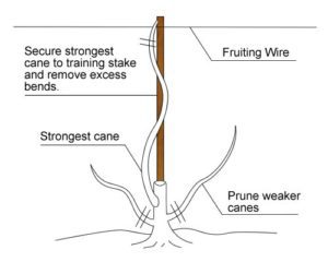 Pruning Grape Vines - GrapeGrowingGuide.com