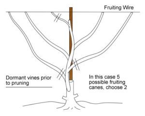 Pruning Grape Vines - GrapeGrowingGuide.com