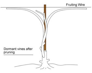 Pruning Grape Vines - GrapeGrowingGuide.com